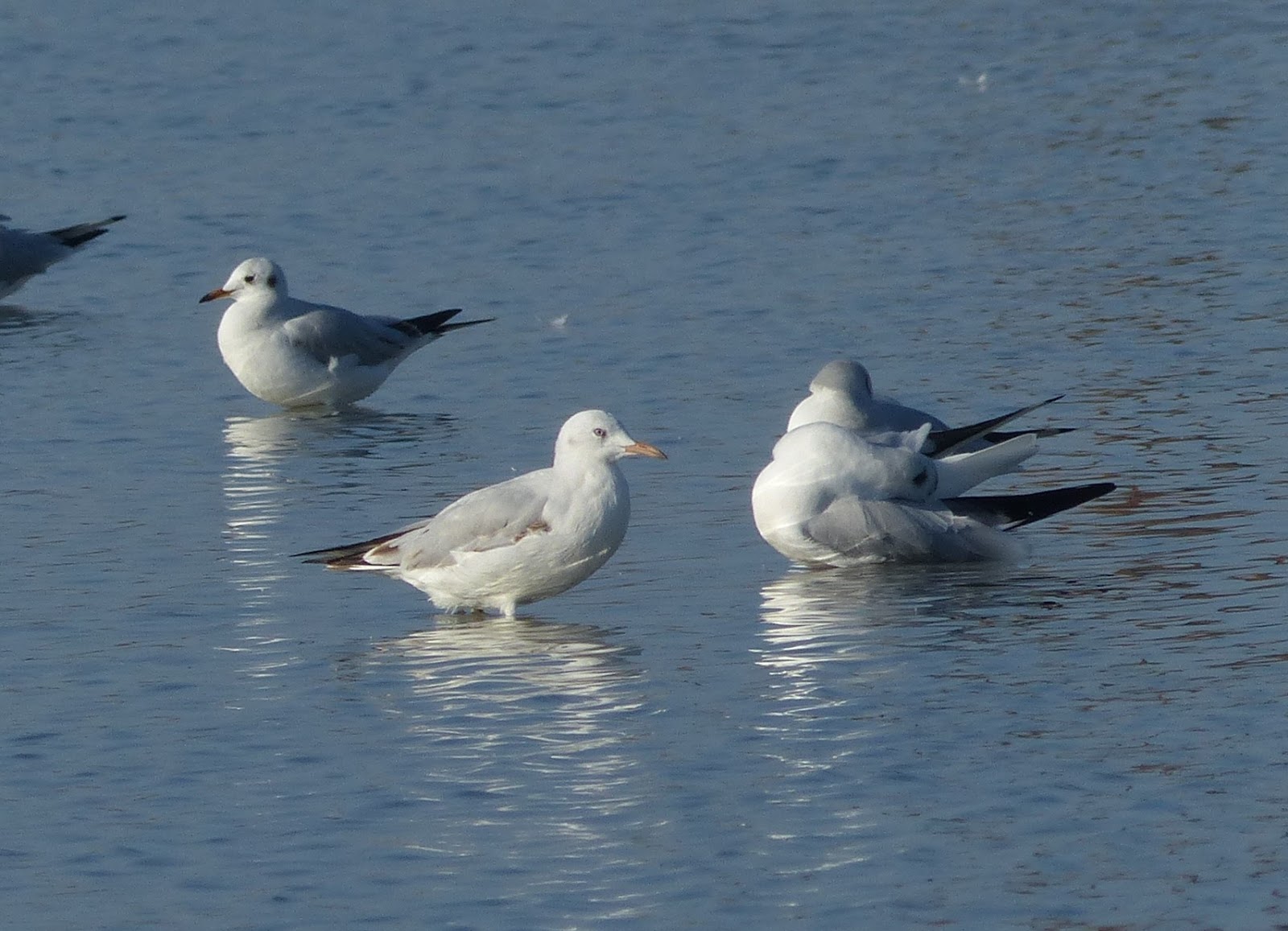 A Field Notebook: Watching winter gulls in Cyprus