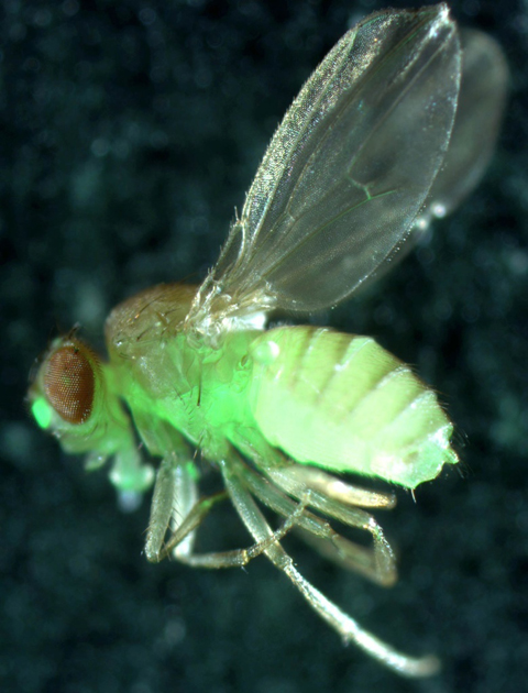 Méduses: GFP