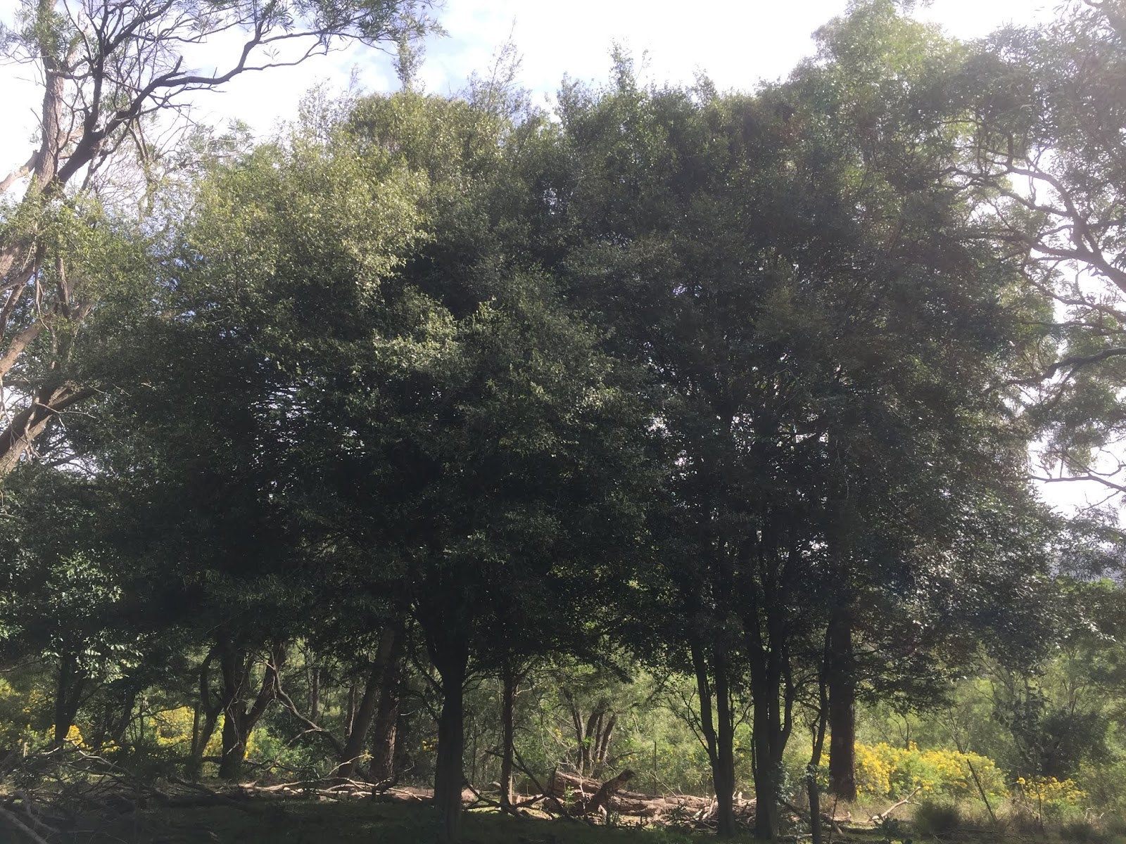 Try growing: Whalebone Tree (Streblus brunonianus) | Growing Illawarra ...