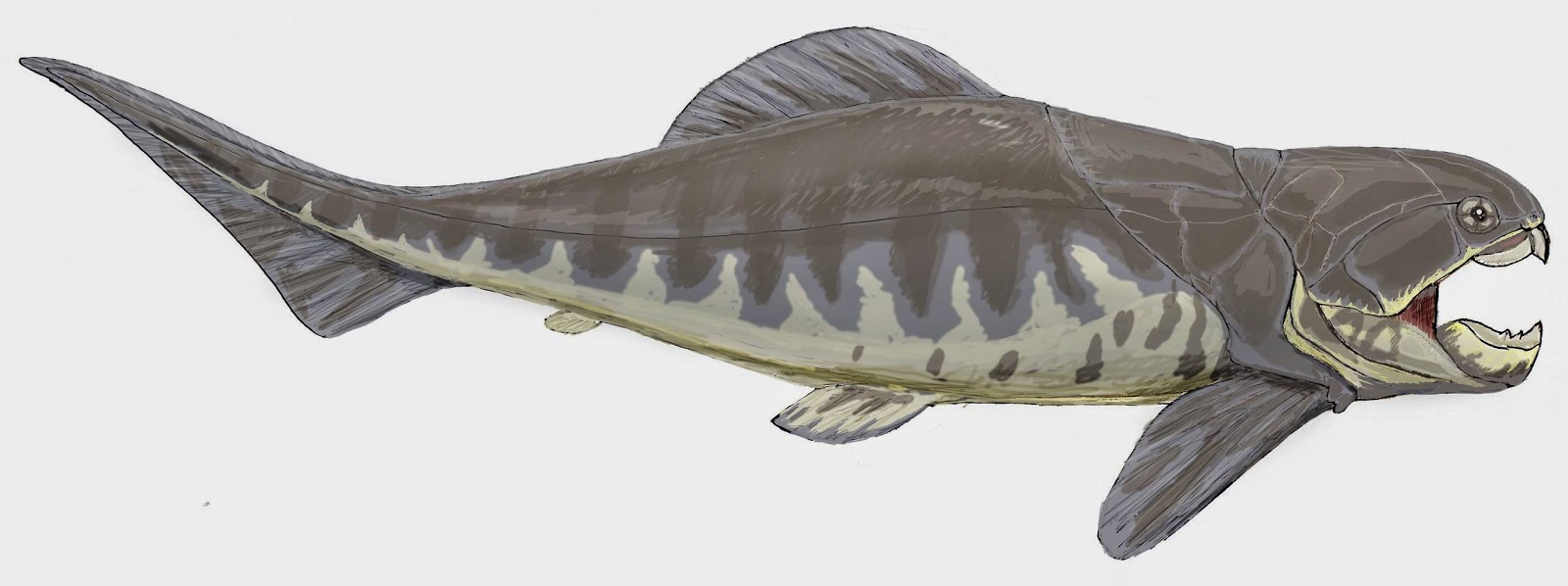 Mundo Pré-Histórico: Dunkleosteus - uma armadura poderosa