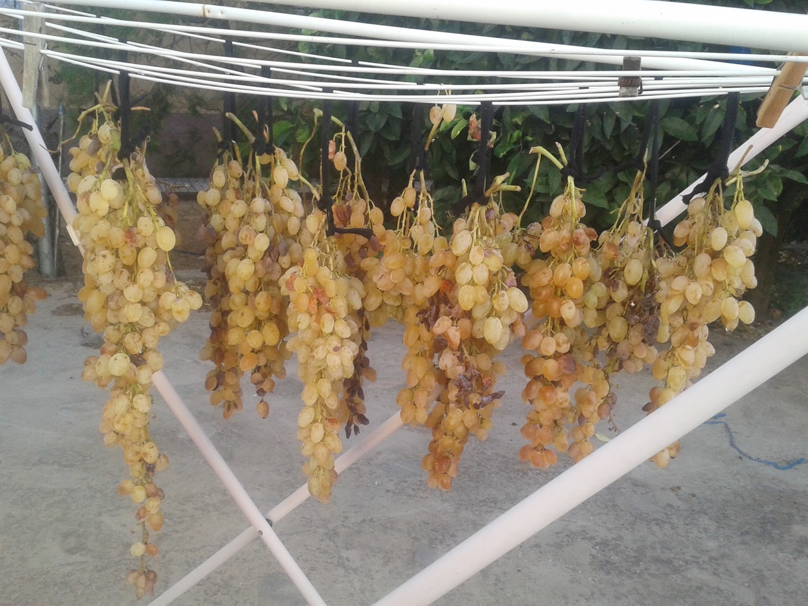 Faenas de la Huerta: Pasas. Secando uvas.