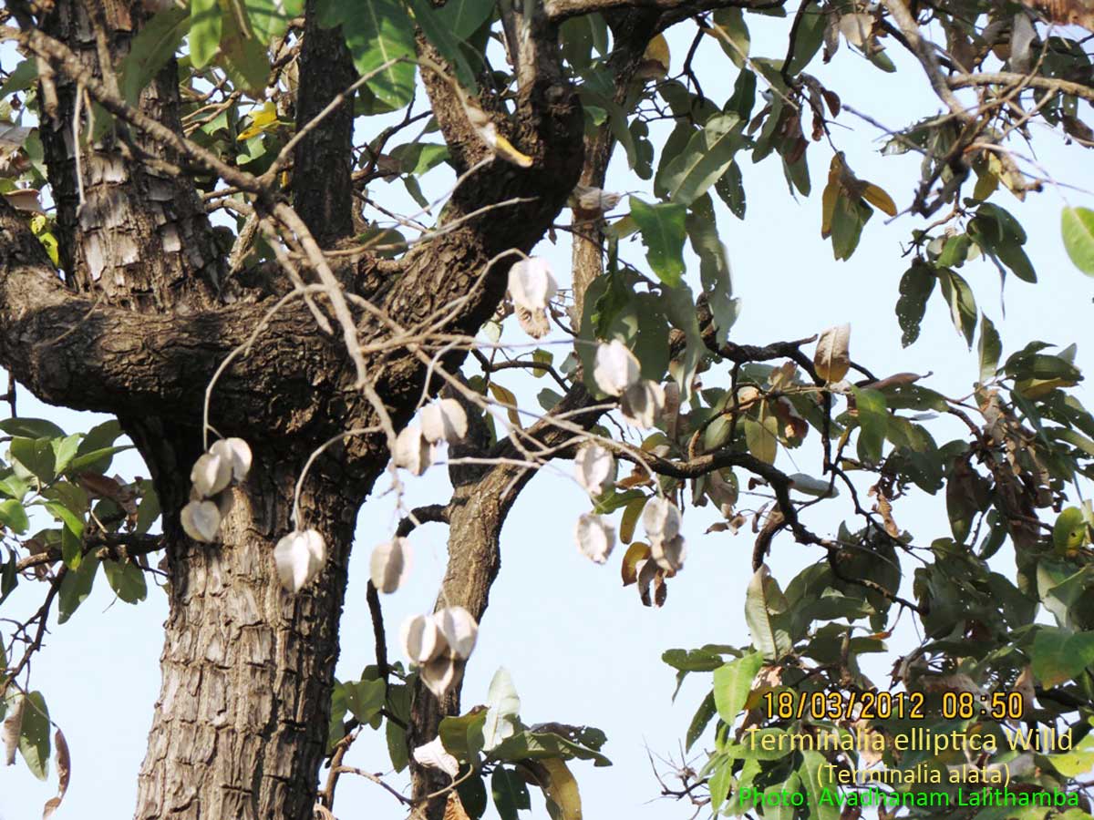 Medicinal Plants: Terminalia elliptica Terminalia alata Nalla maddi ...