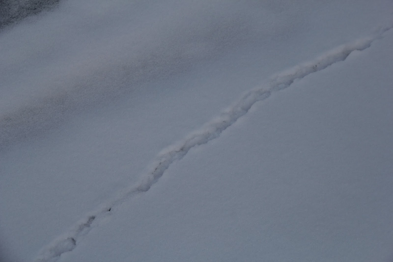 Isabella Conservation District Environmental Education Program: A ...