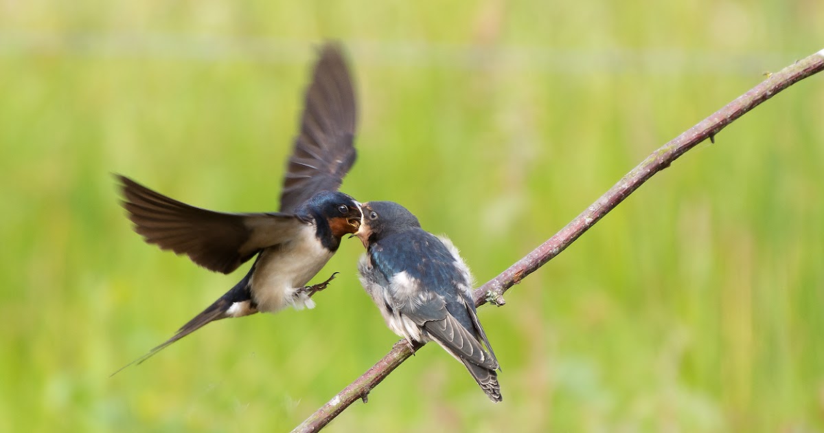 Foto's: Boerenzwaluw
