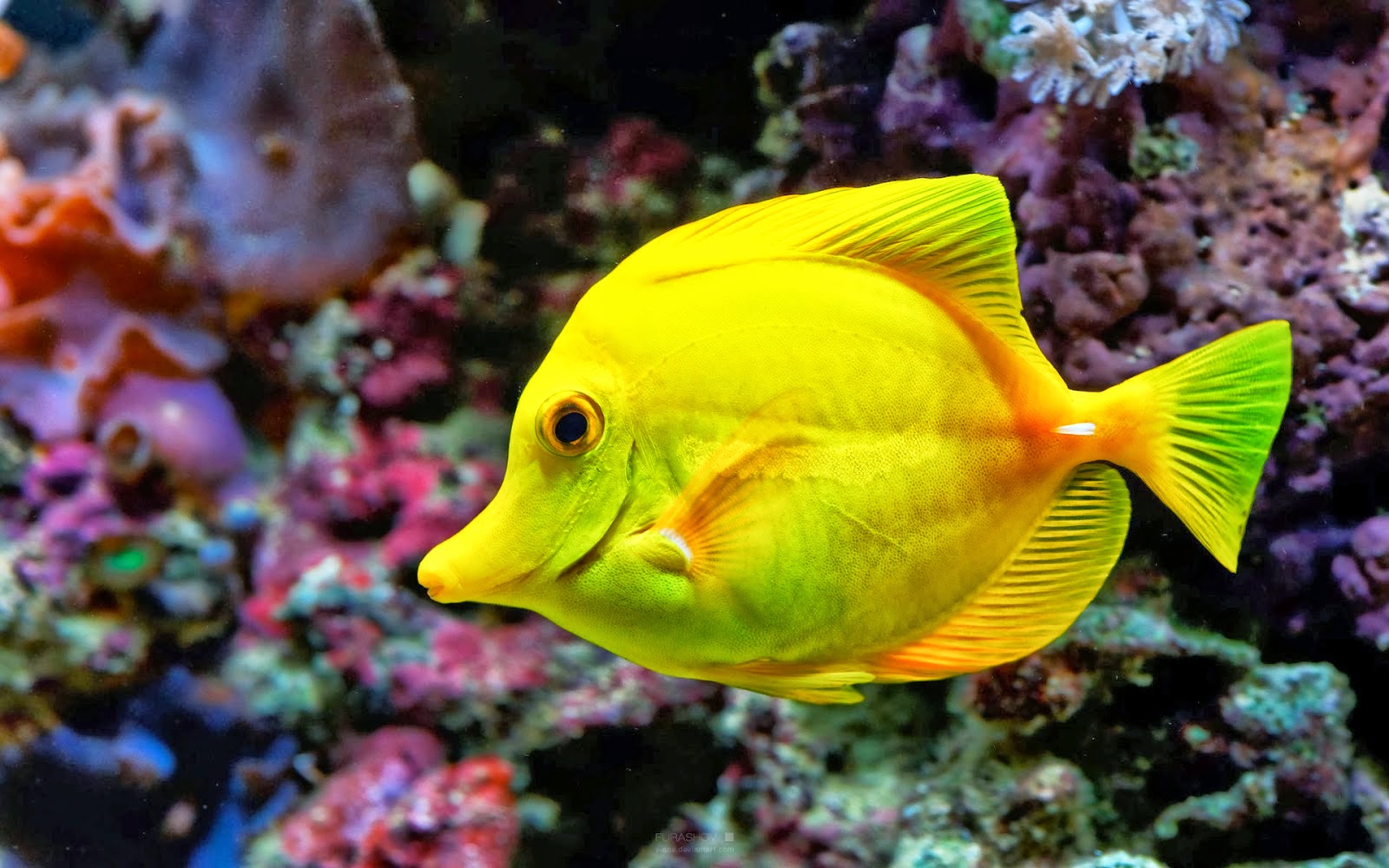 Ikan Gambar - Perumperindo.co.id