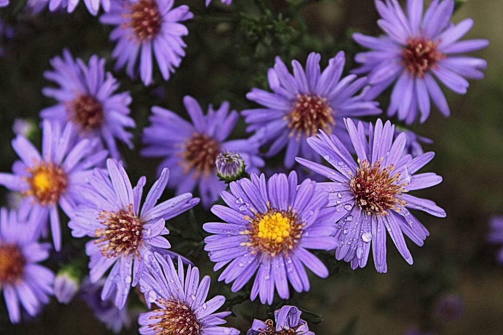 12 Photos Of Asters In My Garden