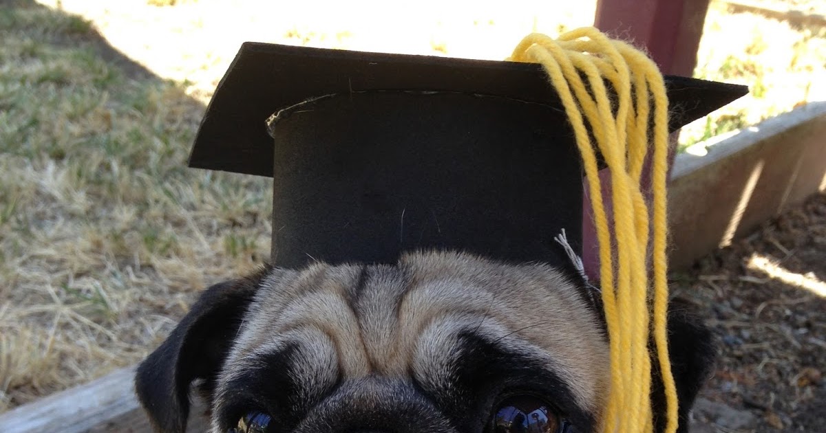 A Bowl of Noodles©: Noodles, The Gifted Pug #ChewyGoodyBox