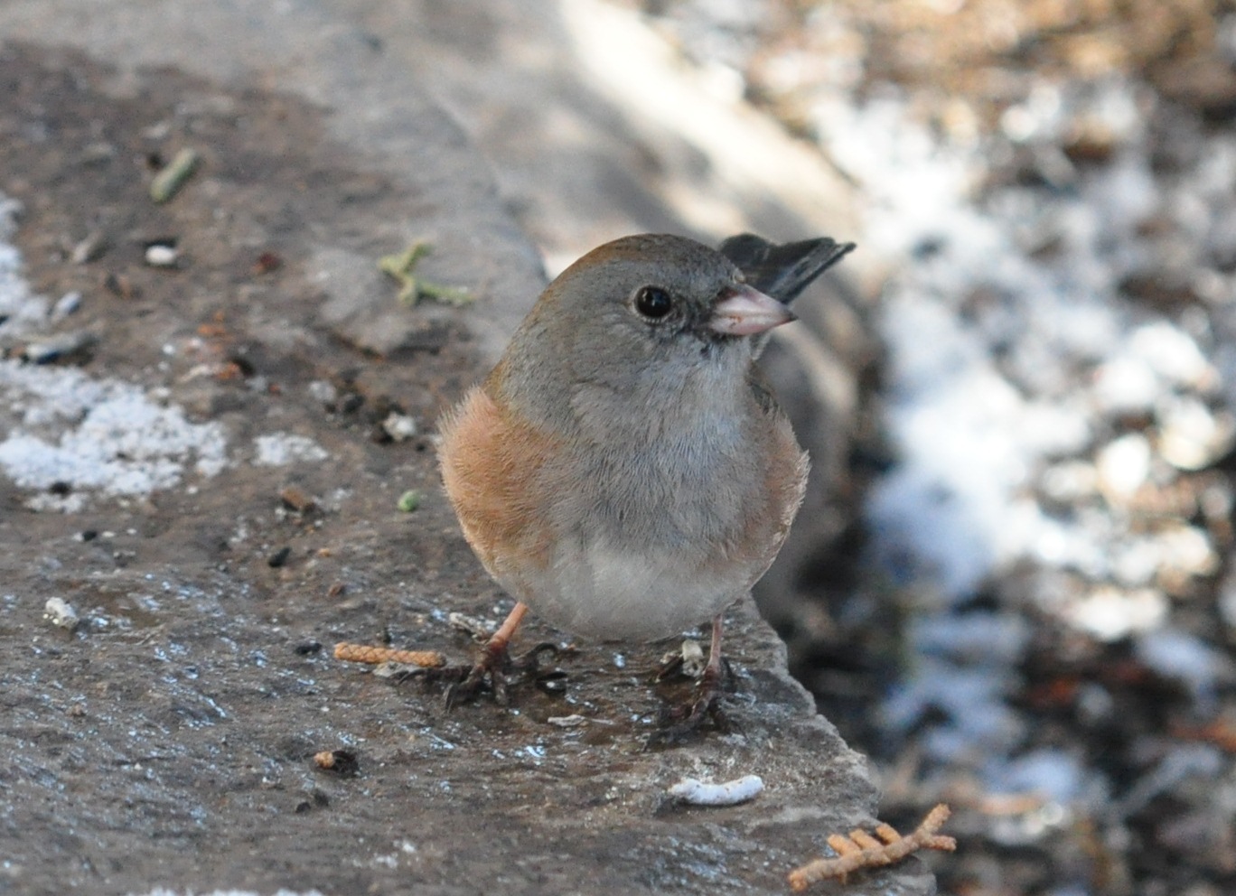 Birds of Madison County