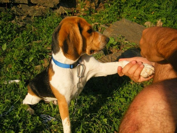 Clínica Veterinaria Zamudio: Dando la pata