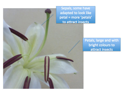 Nik's IGCSE Biology: Petals and Sepals