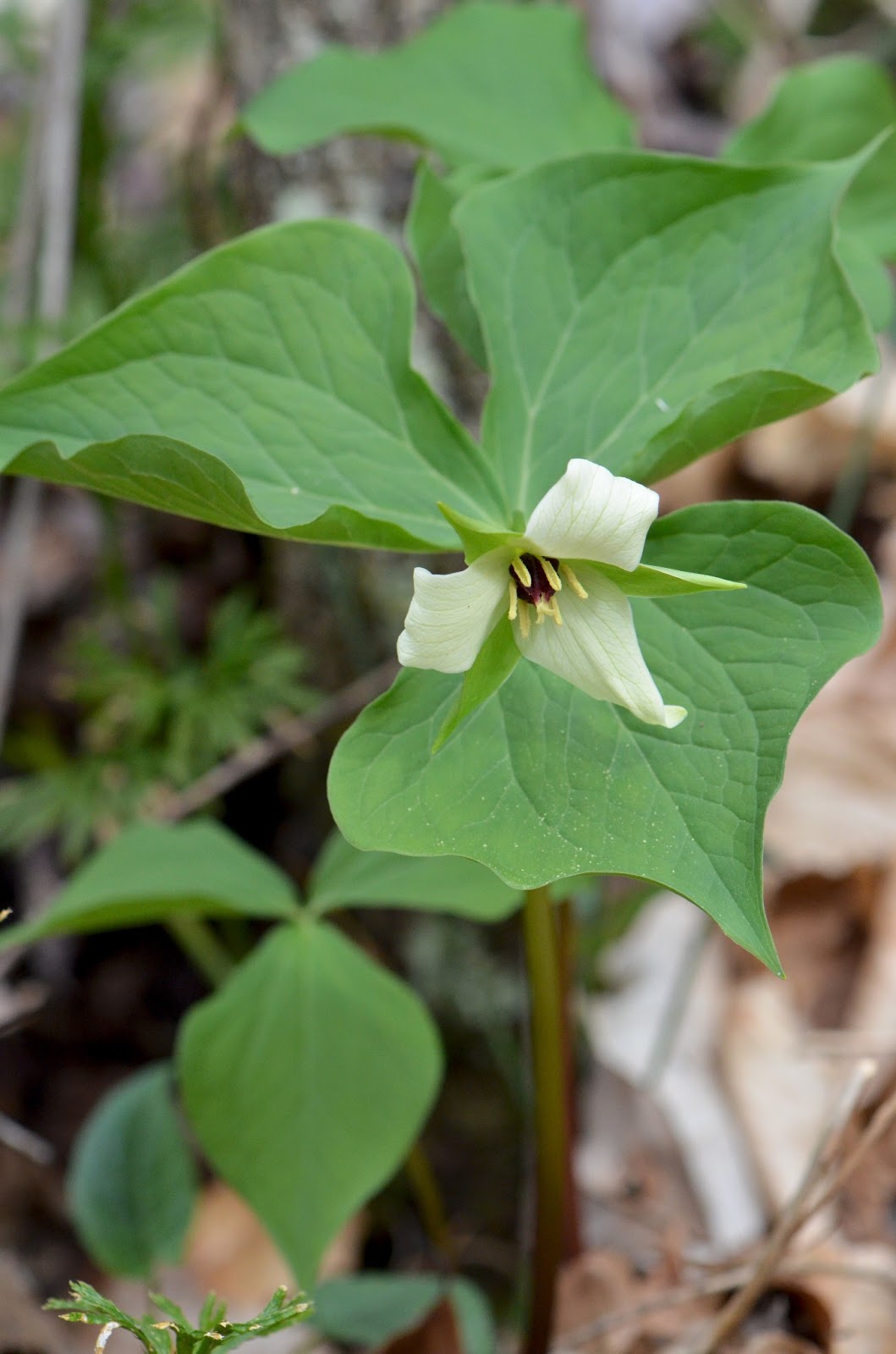 The Kentucky Nature Blog: Spring Wildflowers at Anglin Falls State ...