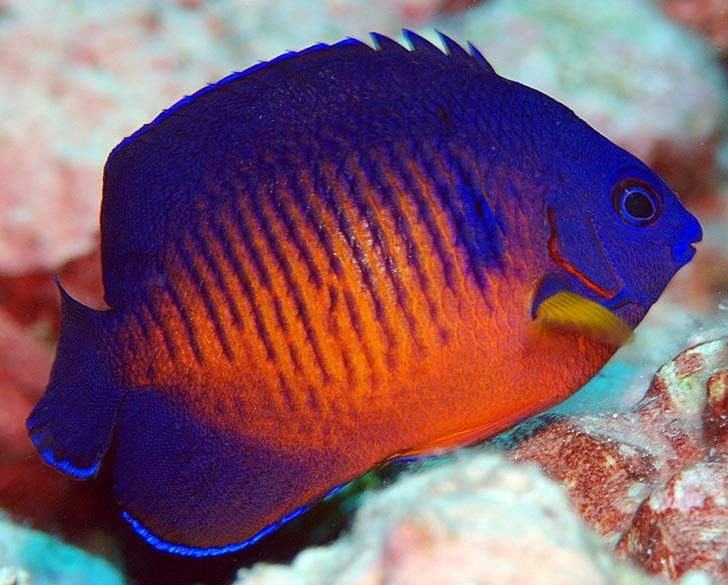Top 15 Most Beautiful Fishes ~ Explore Amazing World