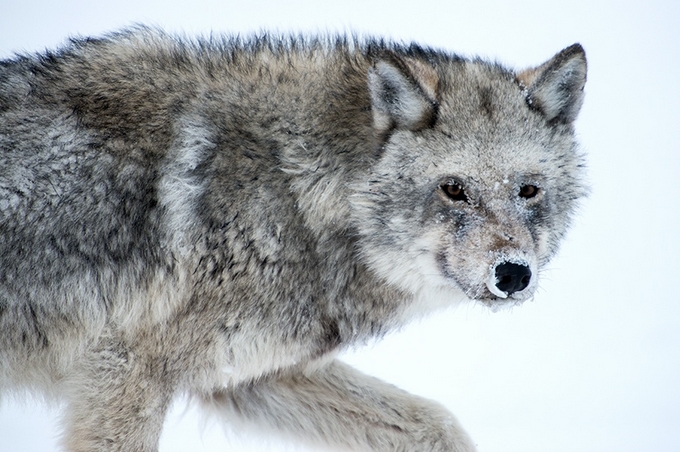 White Wolf : 29 Majestic Photos of Russian Wolves by Ivan Kislov Are ...