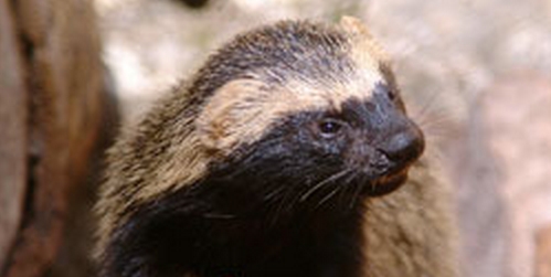 Informativo Animalista: SAG rescata tres cachorros de quique en San Carlos