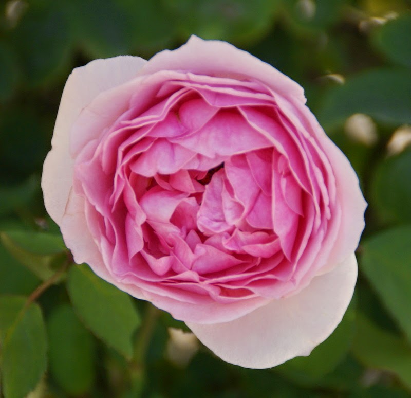 Organic Garden Dreams: August Roses