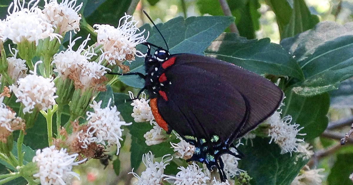 Window on a Texas Wildscape: Texas Pollinator BioBlitz!