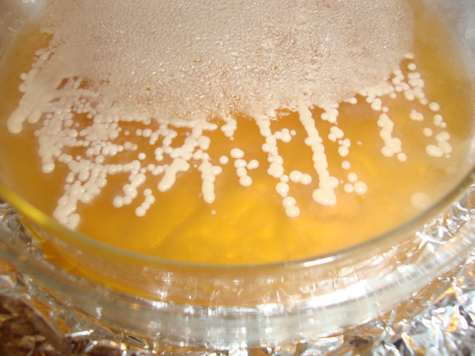 Otis Brewing: Streaking a Plate (Ipswich Ale Yeast)