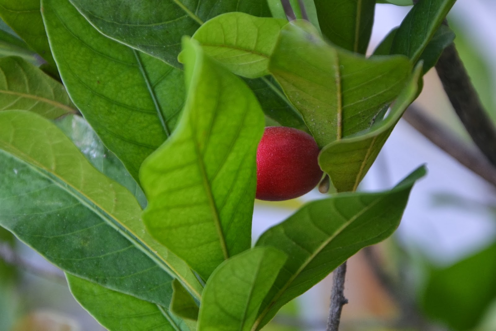 My little vegetable garden: Seven red fruits, magical.