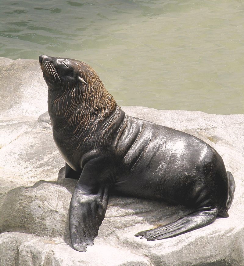 Lobo marinho (Arctocephalus australis) ~ Museu de Pesca do Instituto de ...