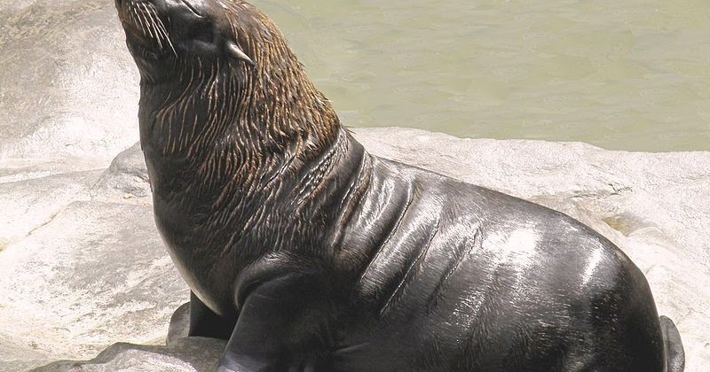 Lobo marinho (Arctocephalus australis) ~ Museu de Pesca do Instituto de ...
