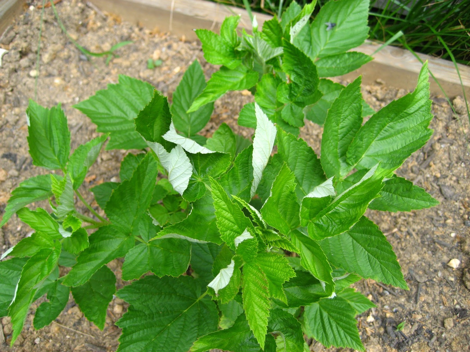 Andrew's Homebrew Log: Raspberry Crop 2016