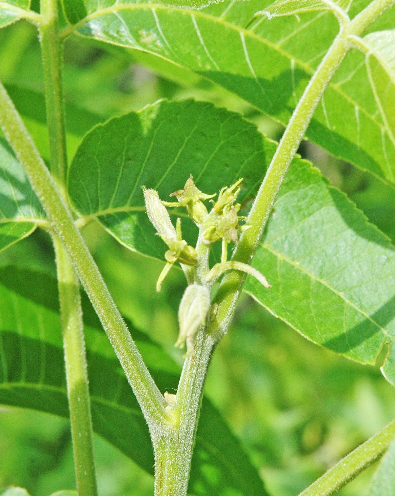 Northern Pecans: Mid-way through pecan pollination season