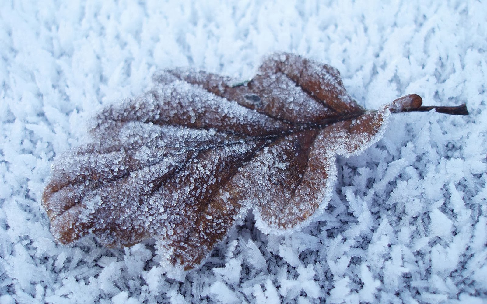 Leaf And Snow Wallpapers - Amazing Picture Collection