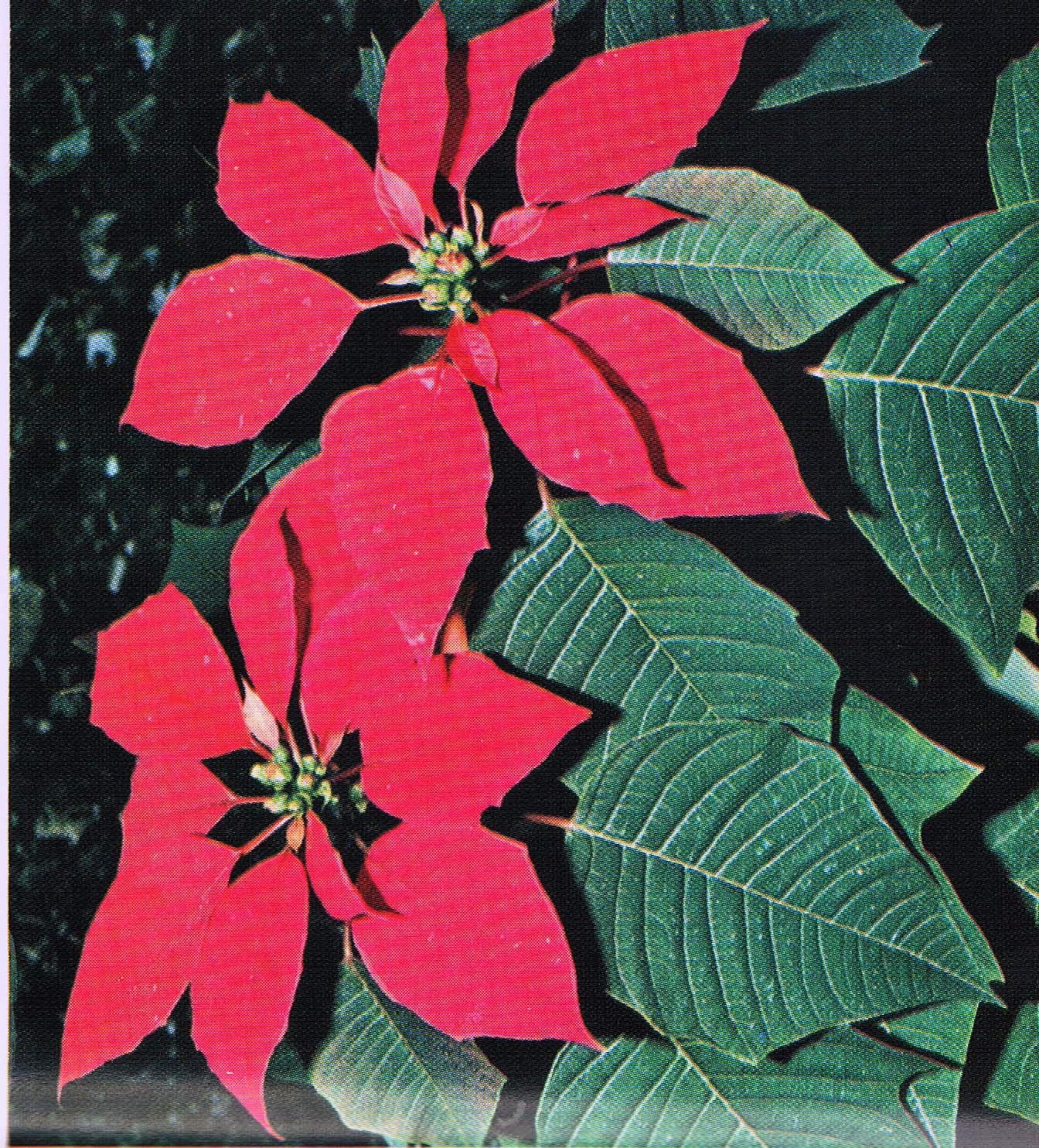 arbustosensevilla-encinarosa: Flor de pascua / Euphorbia pulcherrina ...