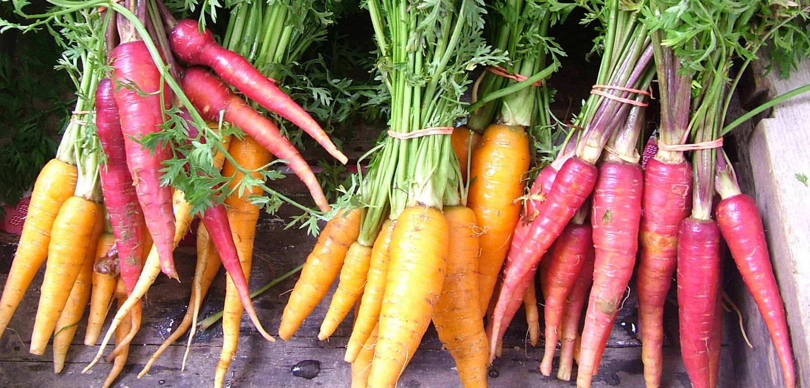 PHILLY TREES: MY COUNTRY, TIS OF TREE