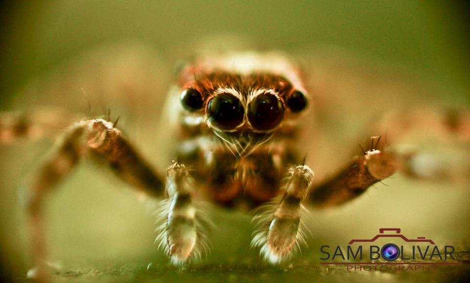 Insects Macro Photography: Tips and Tutorials
