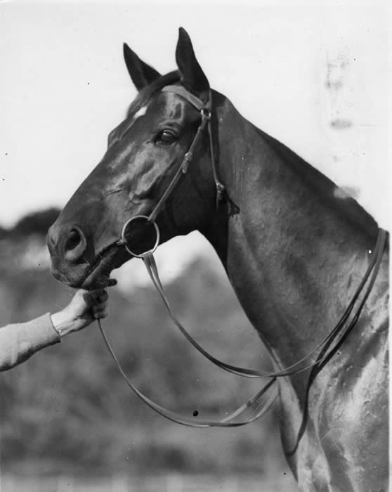 Model Horse Collectibility: Friday Featurette: Phar Lap, the Red Terror