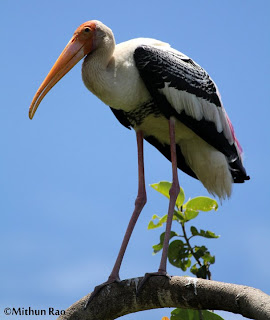 Mithun: Bird Photography