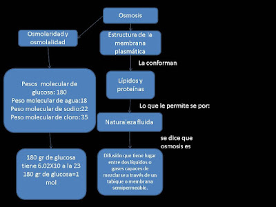 Mapa conceptual Osmosis