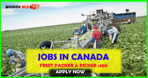 Fruit Packer & picker Required In Canada - Apply Now - worldswin - jobs ...