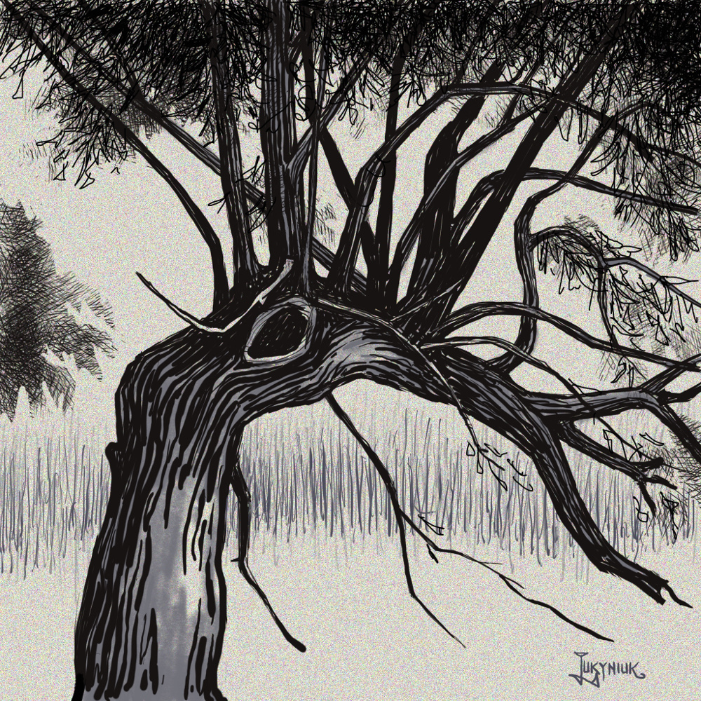 Michael's Scroll: Old bent tree / Vieux arbre courbé