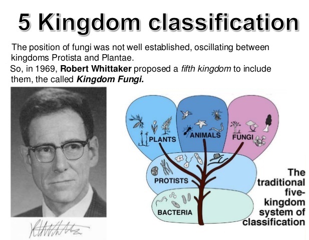 Mr. Wesly KiCS' Journal: Animal Classification