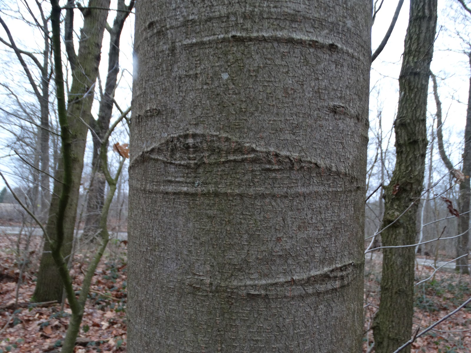 oog voor de natuur: Stam van beuk (Fagus sylvatica) met lenticellen.