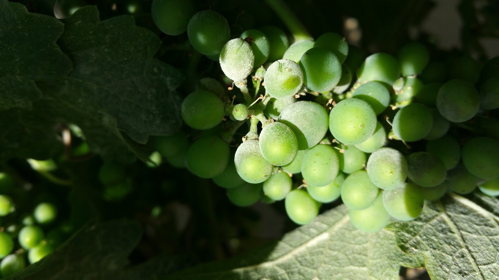 La cenicilla en la planta de la Vid