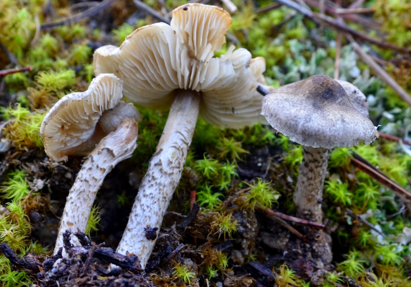 Setas Extremadura : Lepiota Griseovirens