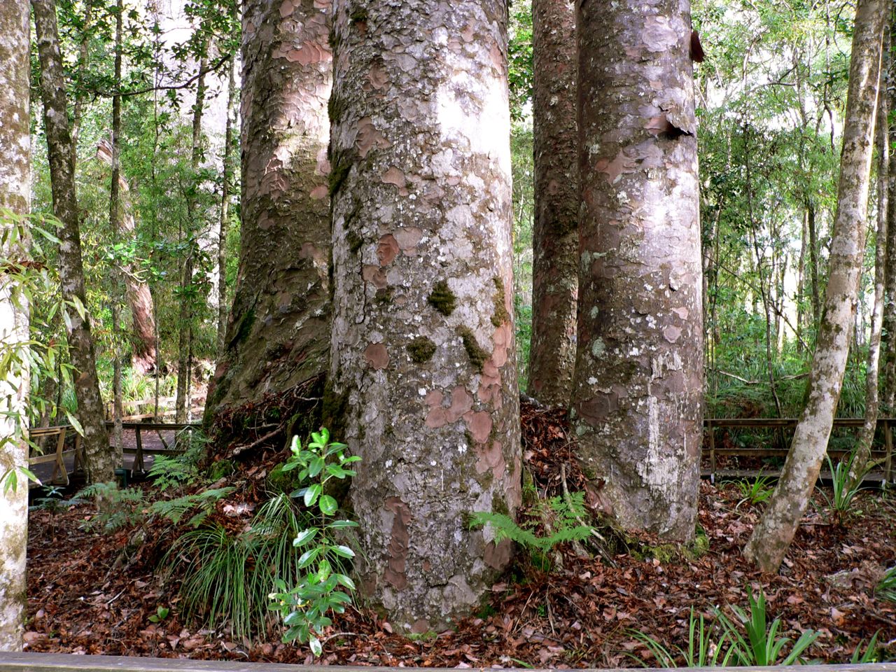 On the other side: Tane Mahuta