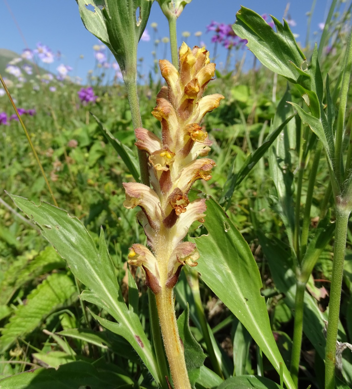 Species New to Science: [Botany • 2018] Orobanche javakhetica ...