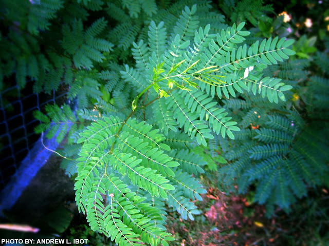 Ako si ANDREW IBOT!: Ipil-Ipil - Halamang Gamot / Herbal Medicine