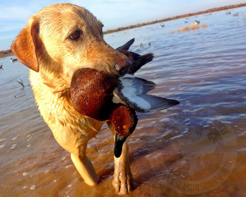 Ramsey Russell's GetDucks.com Journal: Travel hunting with a retriever