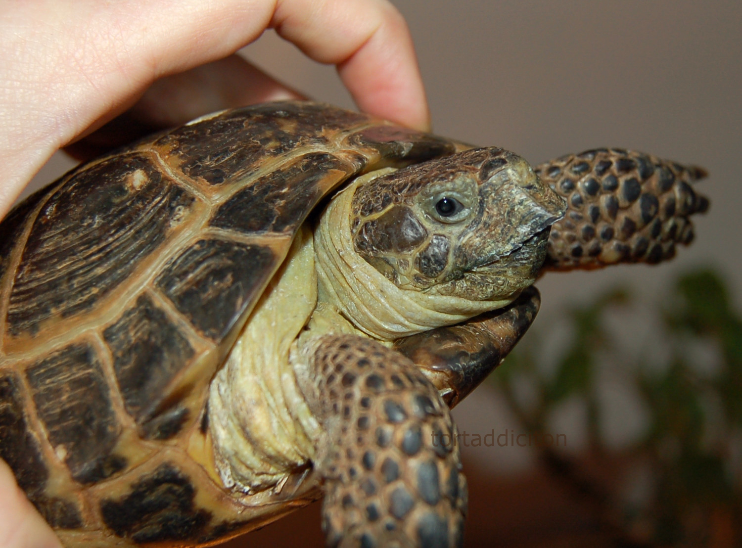 Tortaddiction: How to trim a tortoise's beak - with pictures!