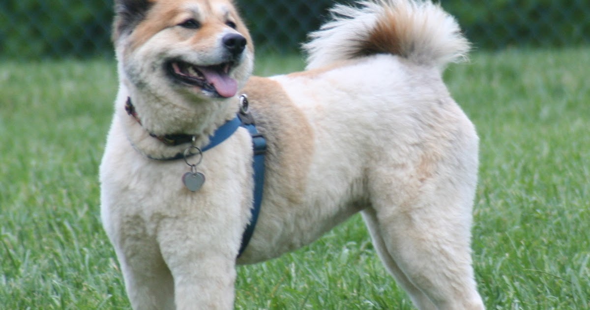 The Dog Blog: A special dog named Lady