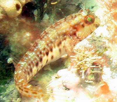 No Mar Profundo: Peixes Maria-da-toca - 01