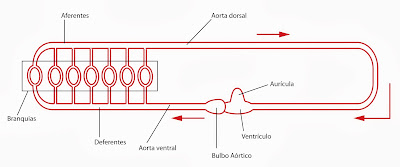 el moderno prometeo: Vertebrados: Agnatos.
