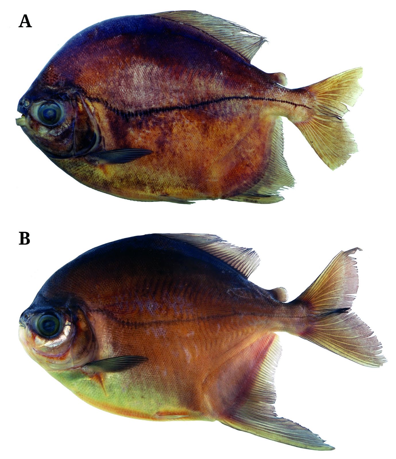 Species New to Science: [Ichthyology • 2020] Myloplus nigrolineatus ...
