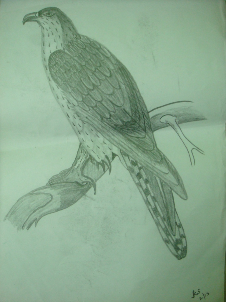 Karthi's Art Gallery: Pencil Shading - Bird