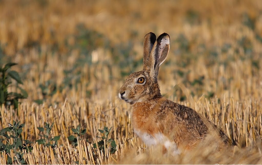 Campo, Caza y Pesca: Caza Menor: La Liebre